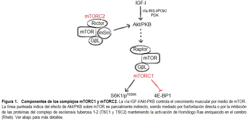mTOR - Grupo Sobre Entrenamiento